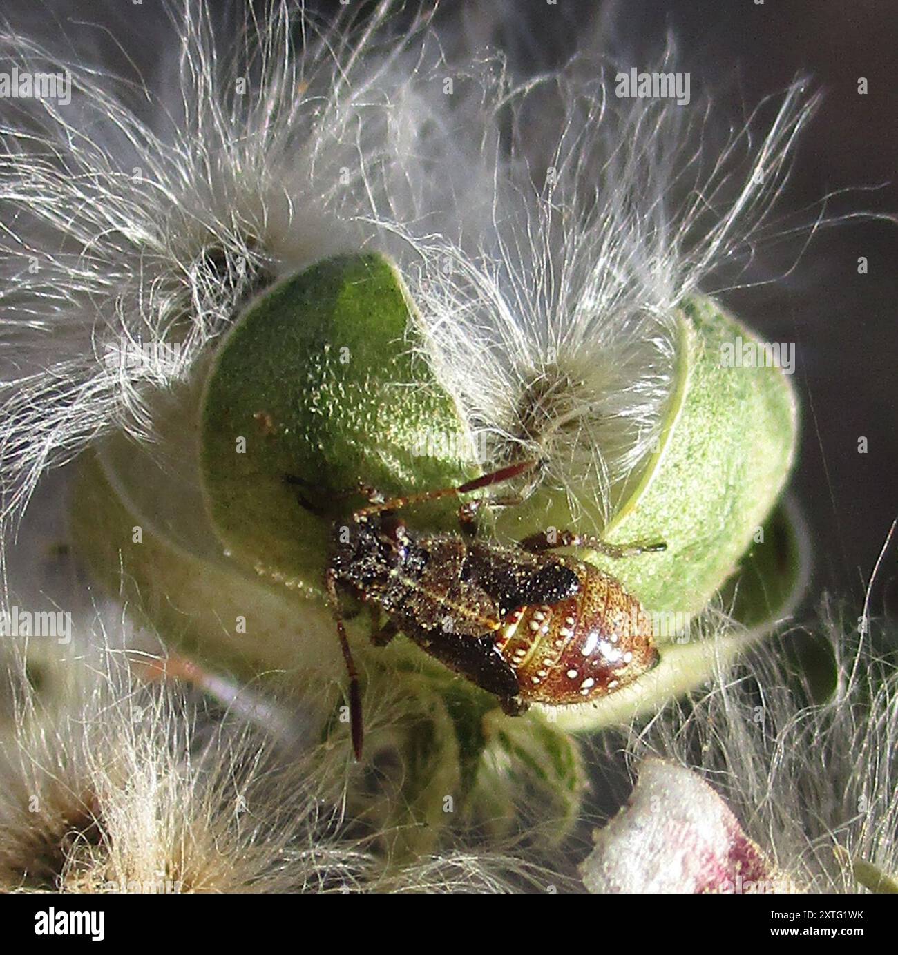 Tiny White Wild Hibiscus (Hibiscus micranthus) Plantae Stock Photo - Alamy