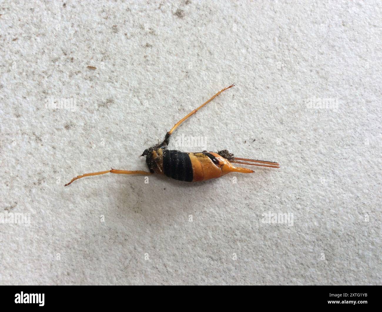 Giant Woodwasp (Urocerus gigas) Insecta Stock Photo - Alamy