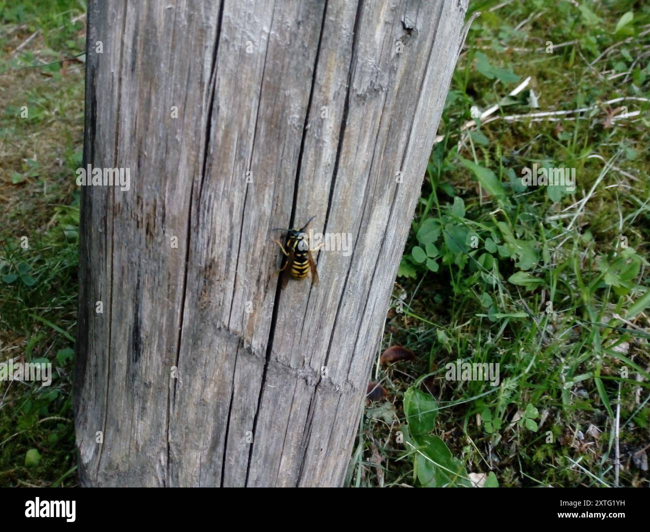 Red-banded Yellowjacket (Vespula rufa) Insecta Stock Photo - Alamy
