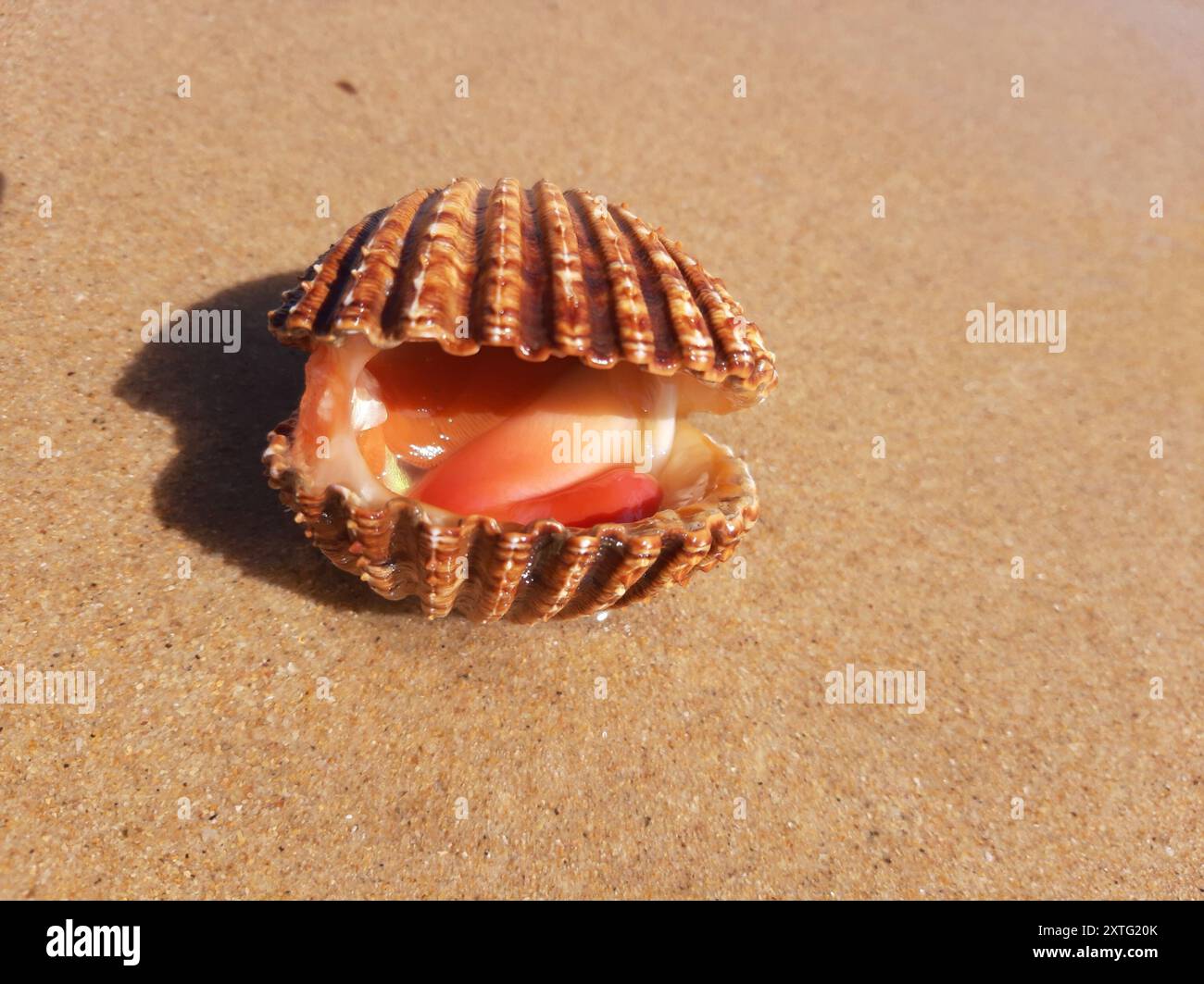 Prickly Cockle (Acanthocardia echinata) Mollusca Stock Photo - Alamy