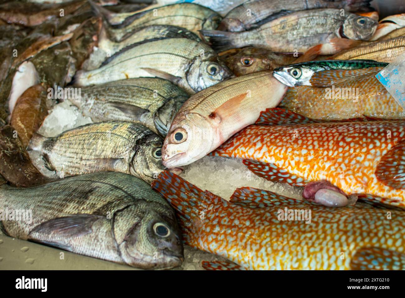 various species of freshly caught seawater fish for sale at the harbour ...