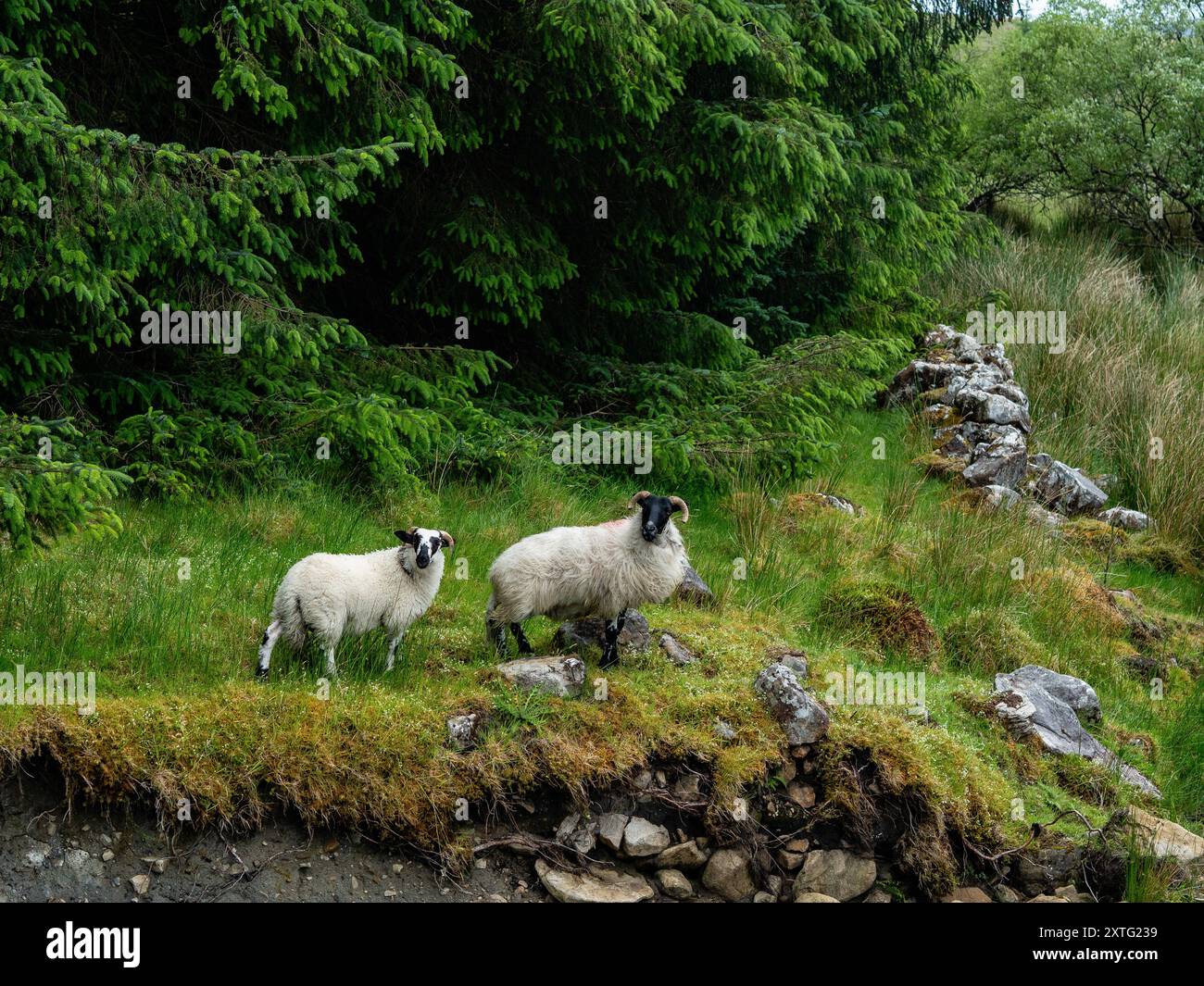 Drumquin, Castlederg., Ireland. 28th June, 2024. Two traditional Irish ...