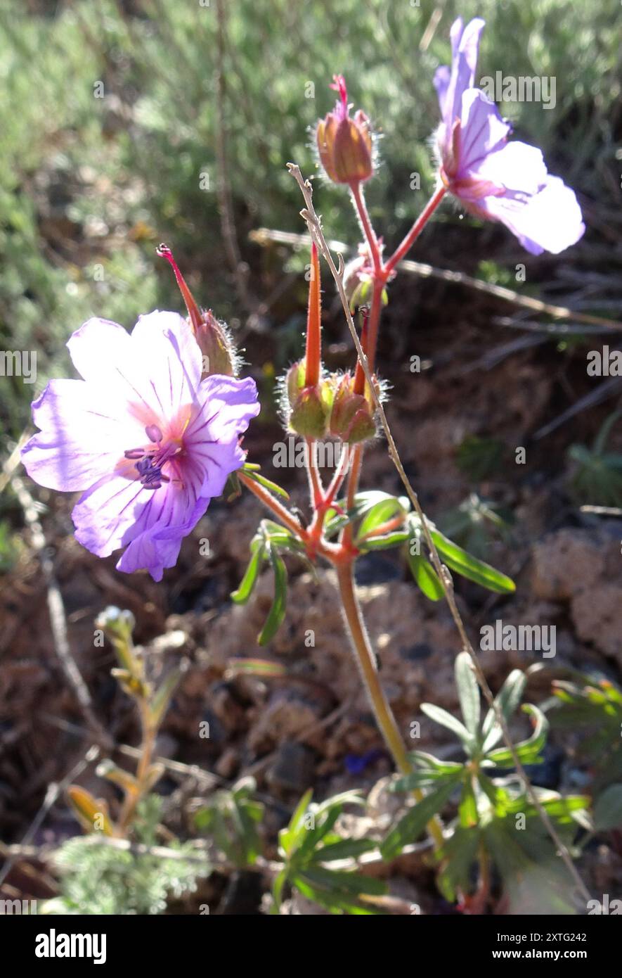 (Geranium linearilobum) Plantae Stock Photo - Alamy