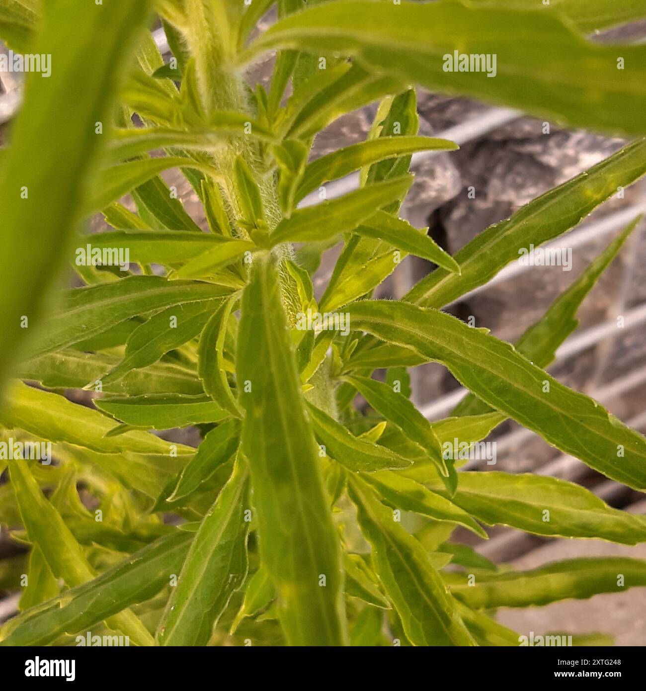 tropical horseweed (Erigeron sumatrensis) Plantae Stock Photo - Alamy