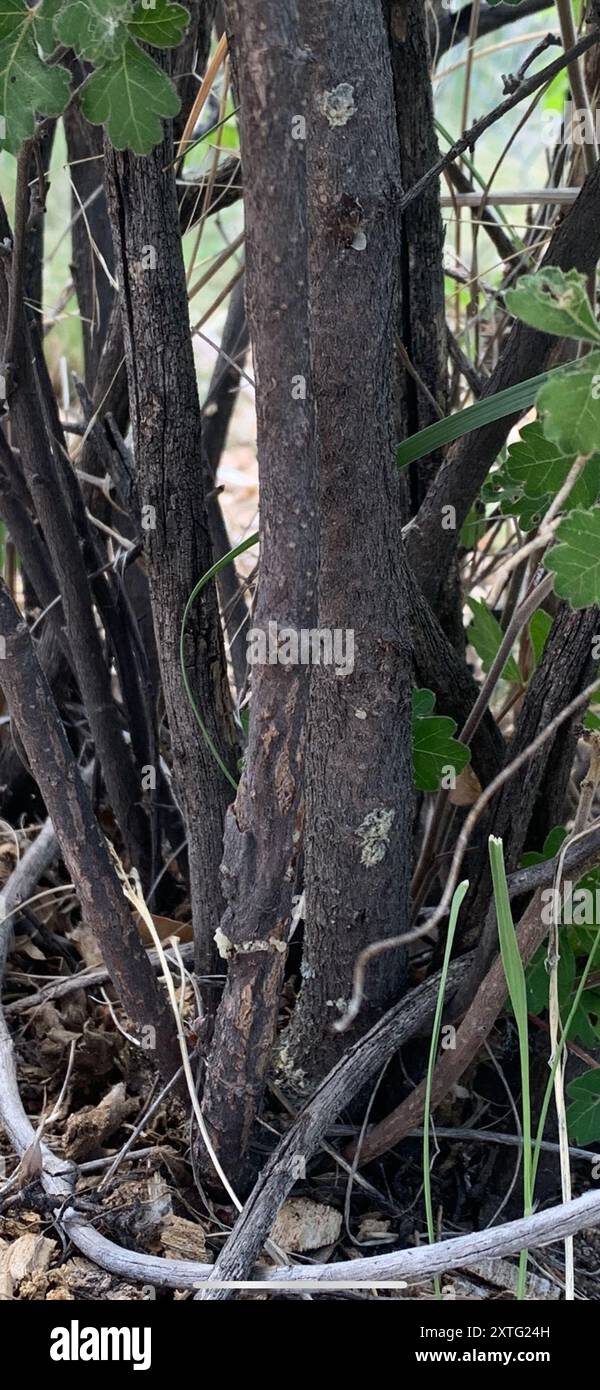 fragrant sumac (Rhus aromatica) Plantae Stock Photo - Alamy