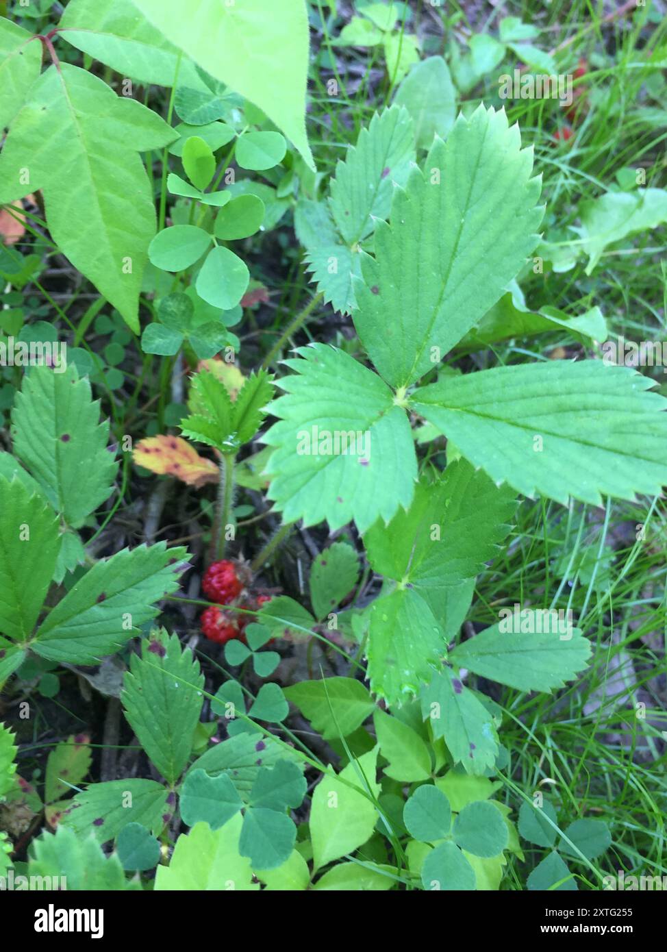 Virginia strawberry (Fragaria virginiana) Plantae Stock Photo - Alamy