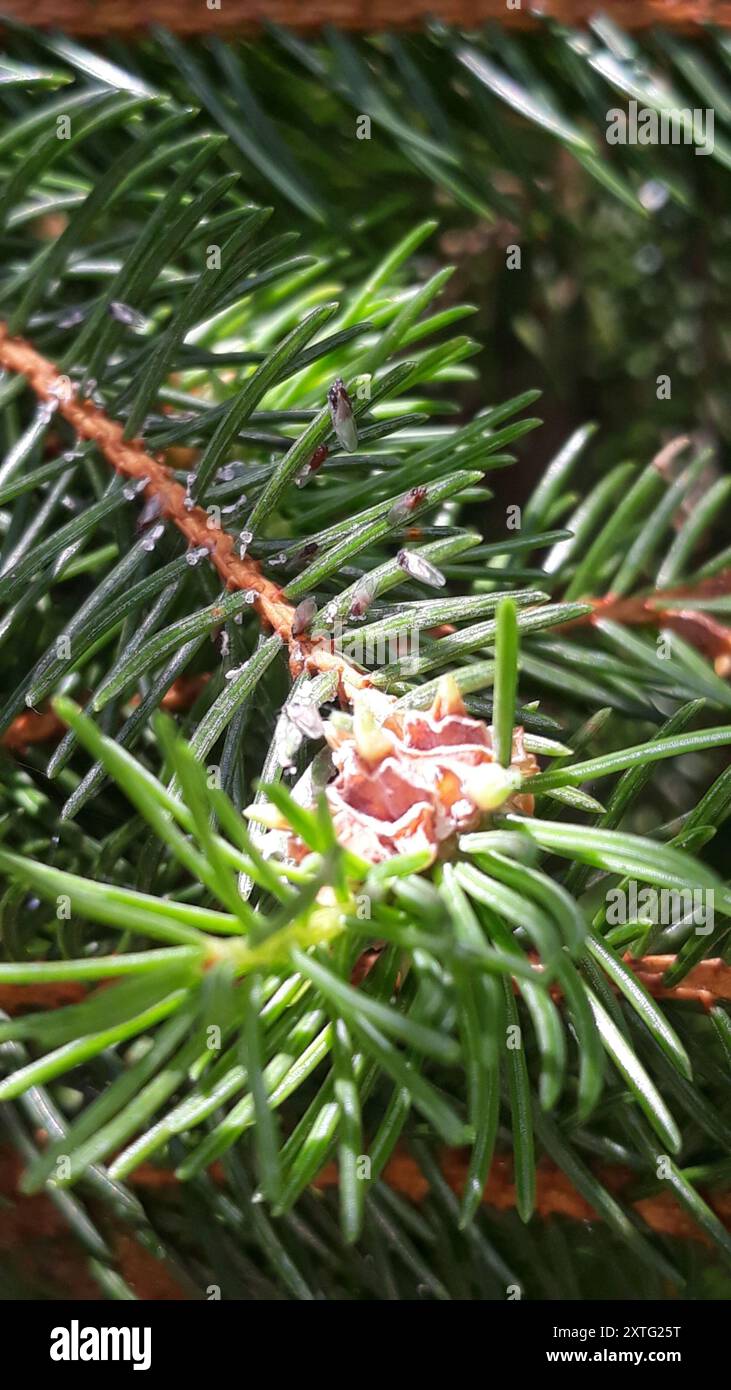 Adelgidae hi-res stock photography and images - Alamy