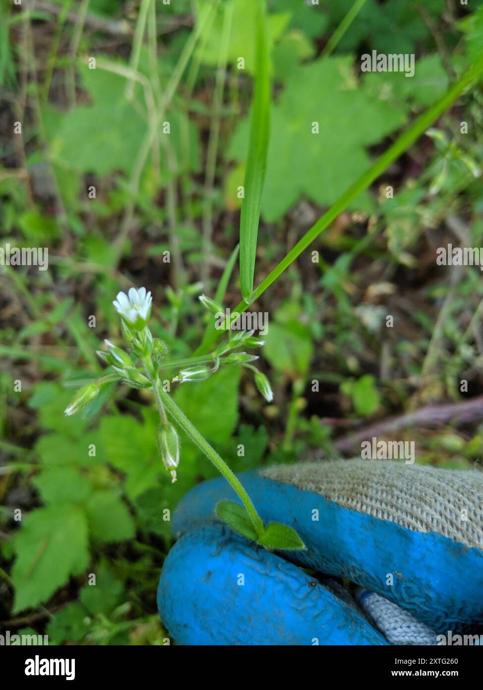 Common mouse-ear chickweed (Cerastium fontanum) Plantae Stock Photo - Alamy