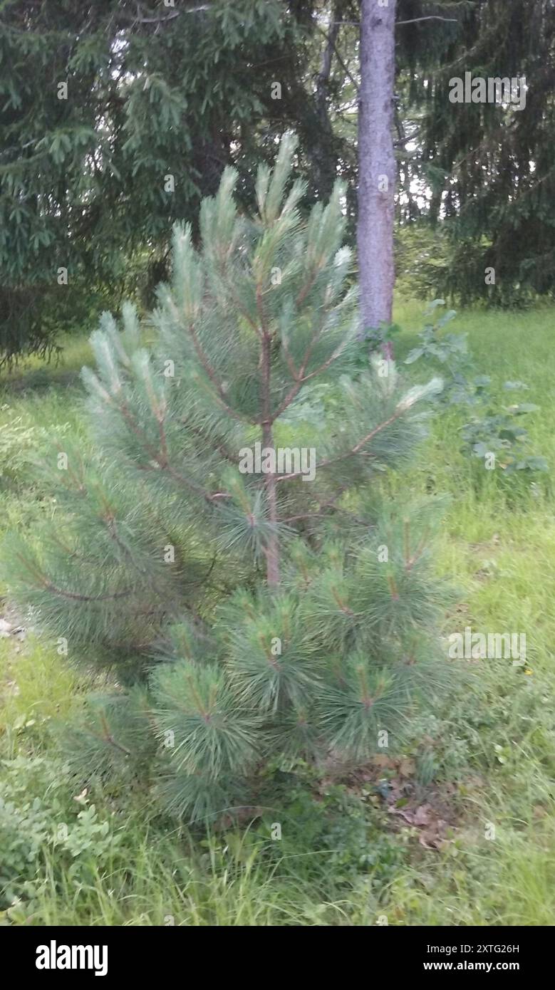 red pine (Pinus resinosa) Plantae Stock Photo - Alamy
