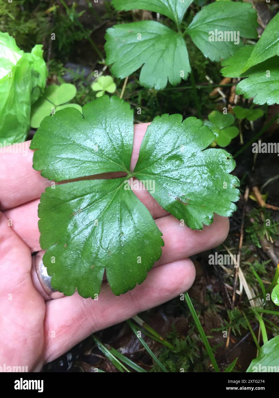 threeleaf goldthread (Coptis trifolia) Plantae Stock Photo - Alamy