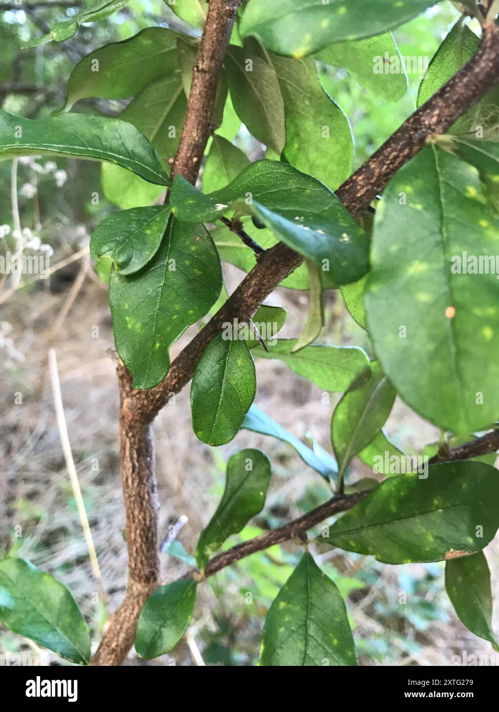 Gum bumelia (Sideroxylon lanuginosum) Plantae Stock Photo - Alamy