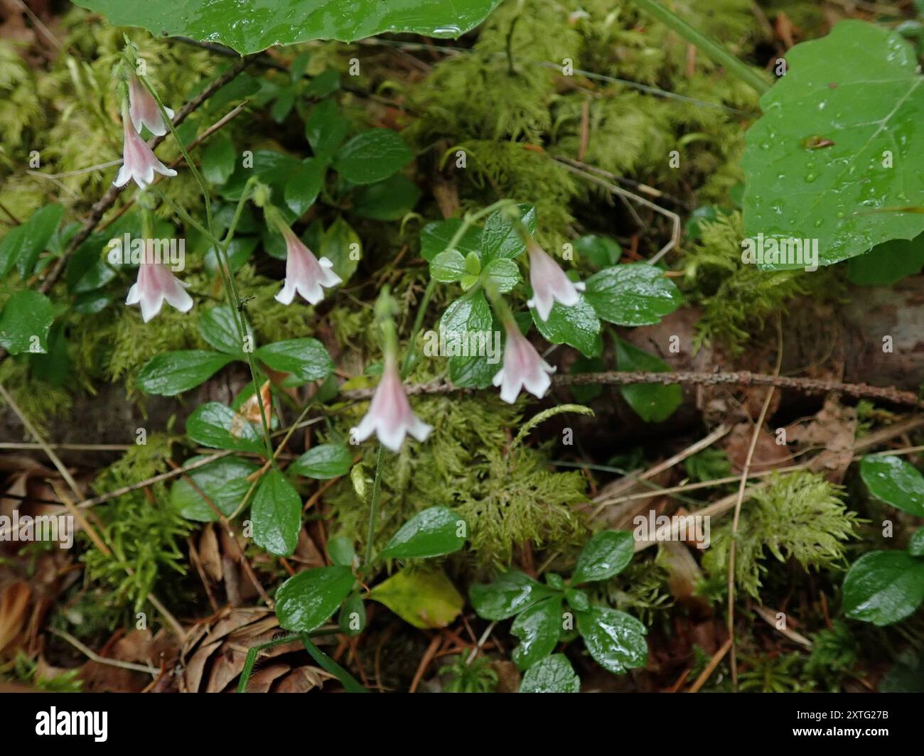 Twinflower (Linnaea borealis) Plantae Stock Photo - Alamy