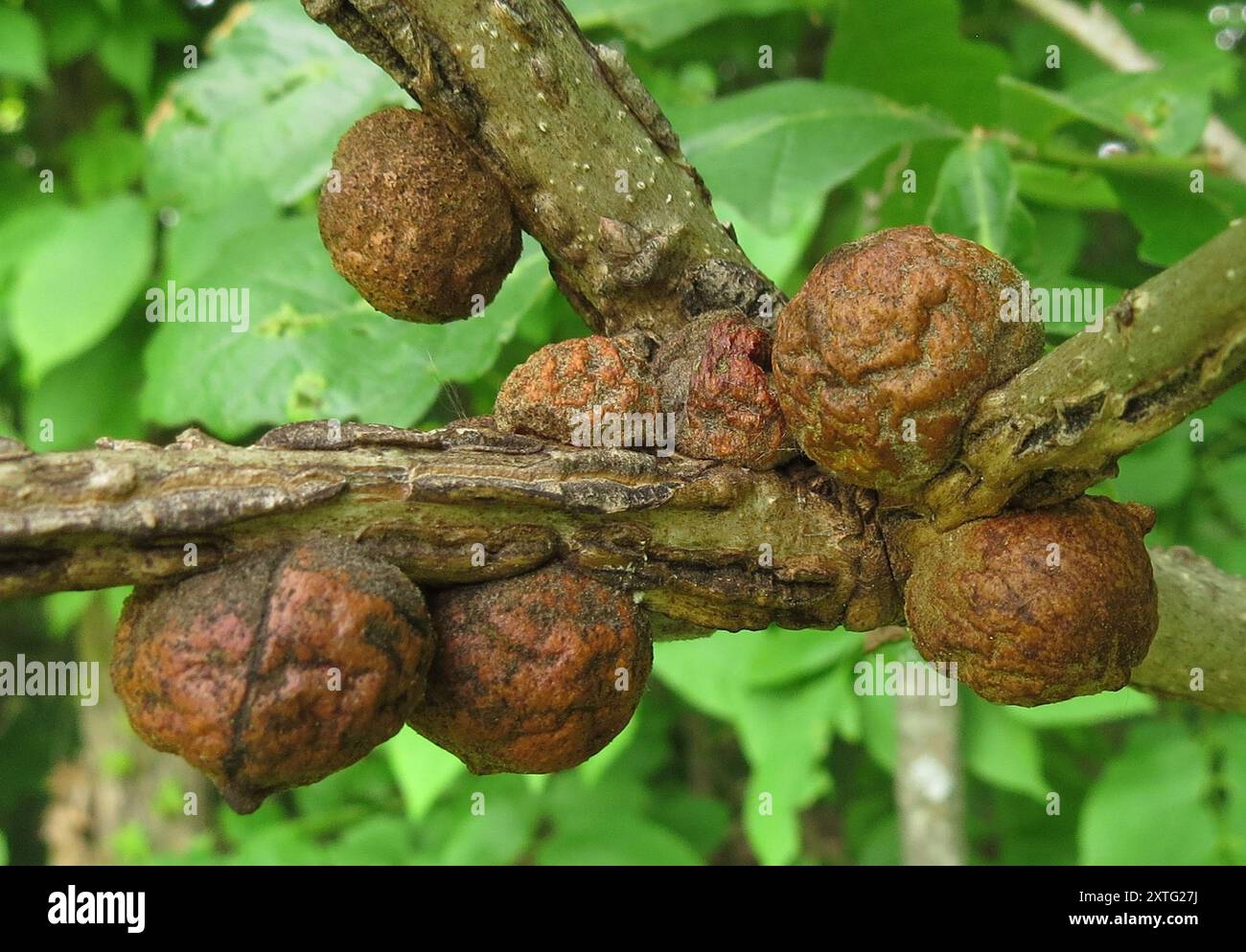 Oak Rough Bulletgall Wasp (Disholcaspis quercusmamma) Insecta Stock ...