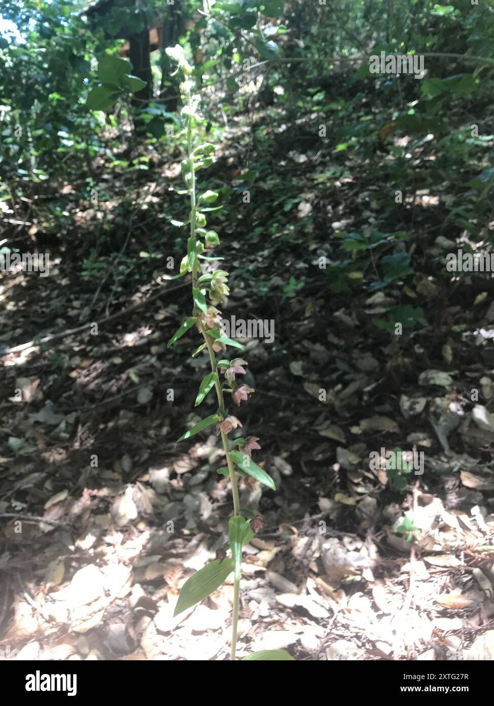 Broad-leaved helleborine (Epipactis helleborine) Plantae Stock Photo ...