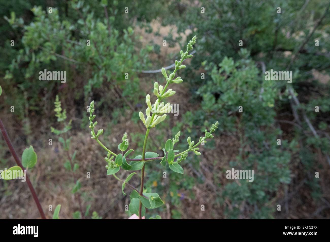 chaparral honeysuckle (Lonicera interrupta) Plantae Stock Photo - Alamy