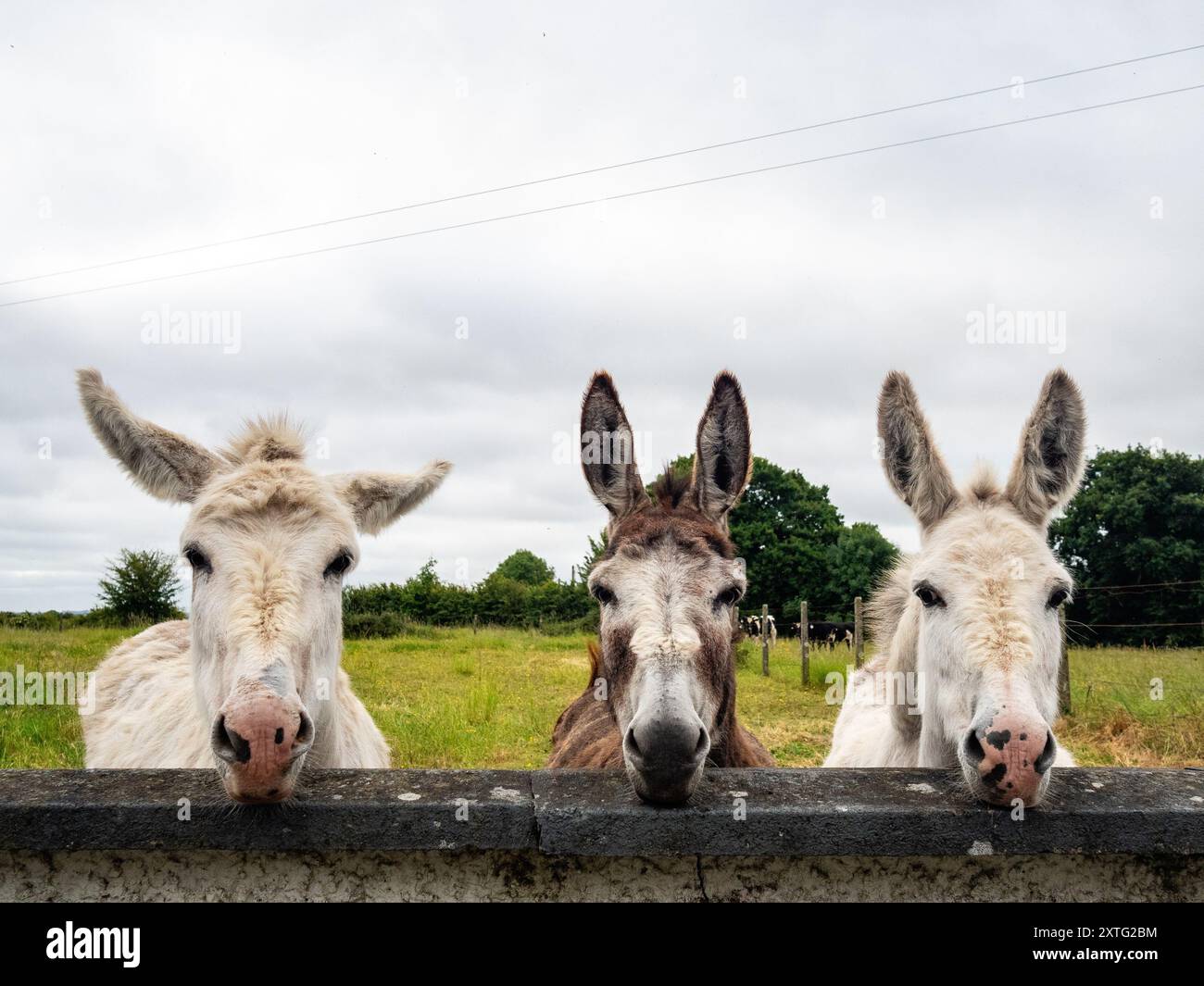 Lawrencetown Village., Ireland. 23rd June, 2024. Three donkeys are seen ...