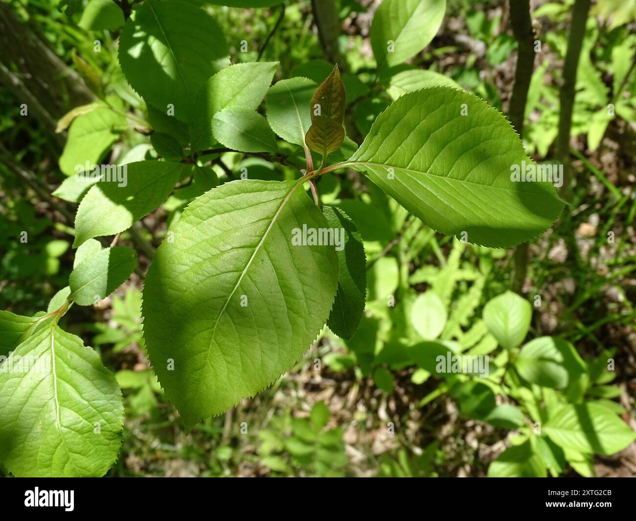 nannyberry (Viburnum lentago) Plantae Stock Photo - Alamy
