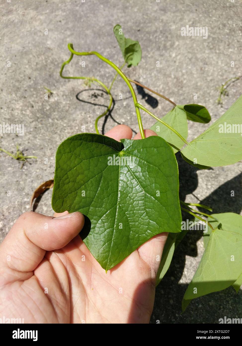 moonseed (Menispermum canadense) Plantae Stock Photo - Alamy