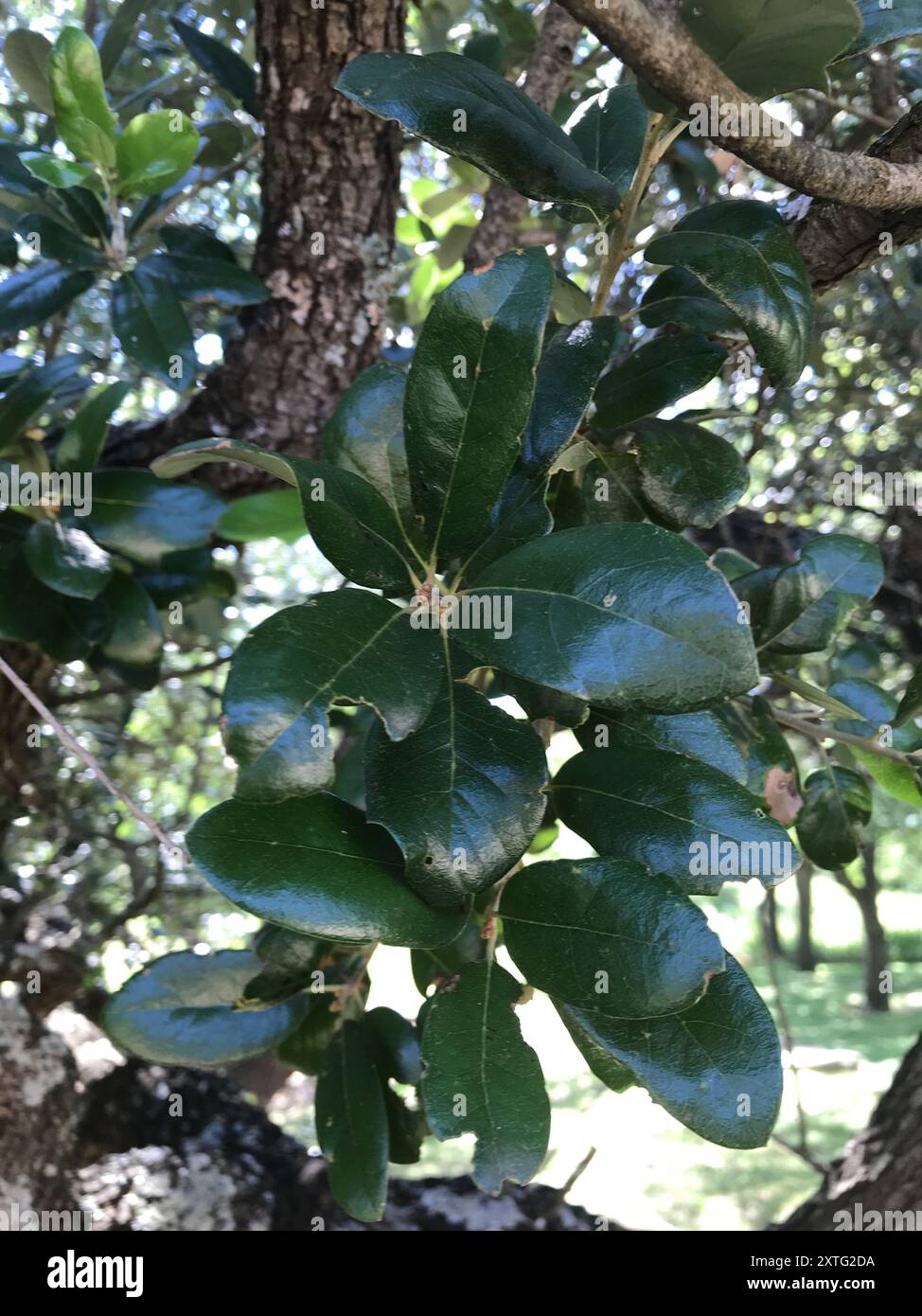 Texas live oak (Quercus fusiformis) Plantae Stock Photo - Alamy