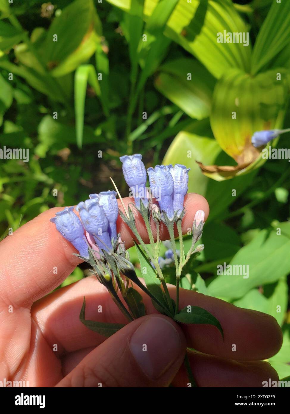 Northern Bluebells (Mertensia paniculata borealis) Plantae Stock Photo ...