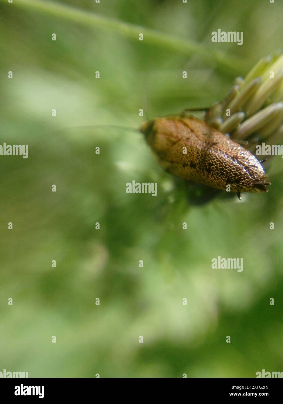 Forest Cockroach (Ectobius sylvestris) Insecta Stock Photo - Alamy