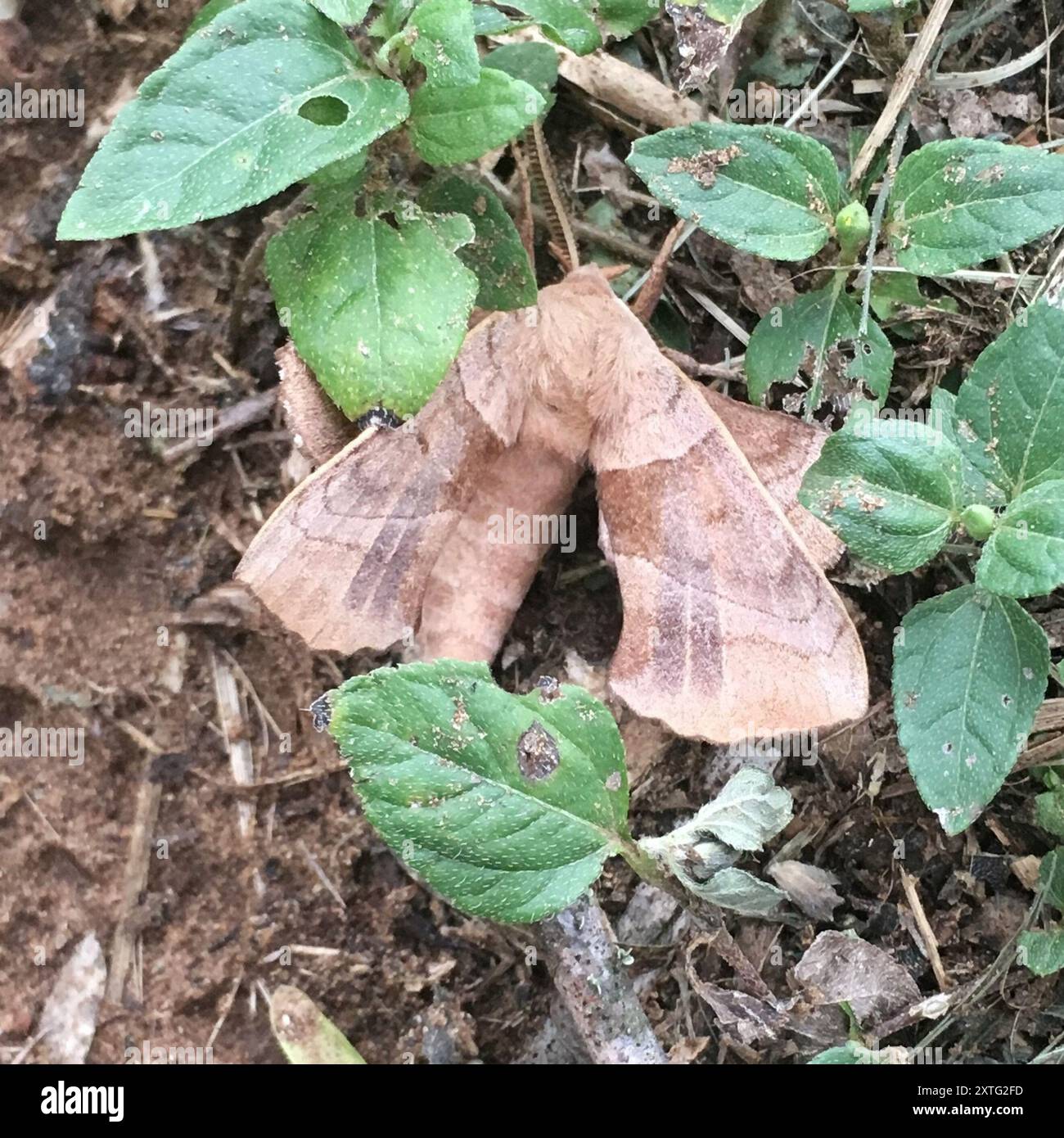 Walnut Sphinx (Amorpha juglandis) Insecta Stock Photo - Alamy