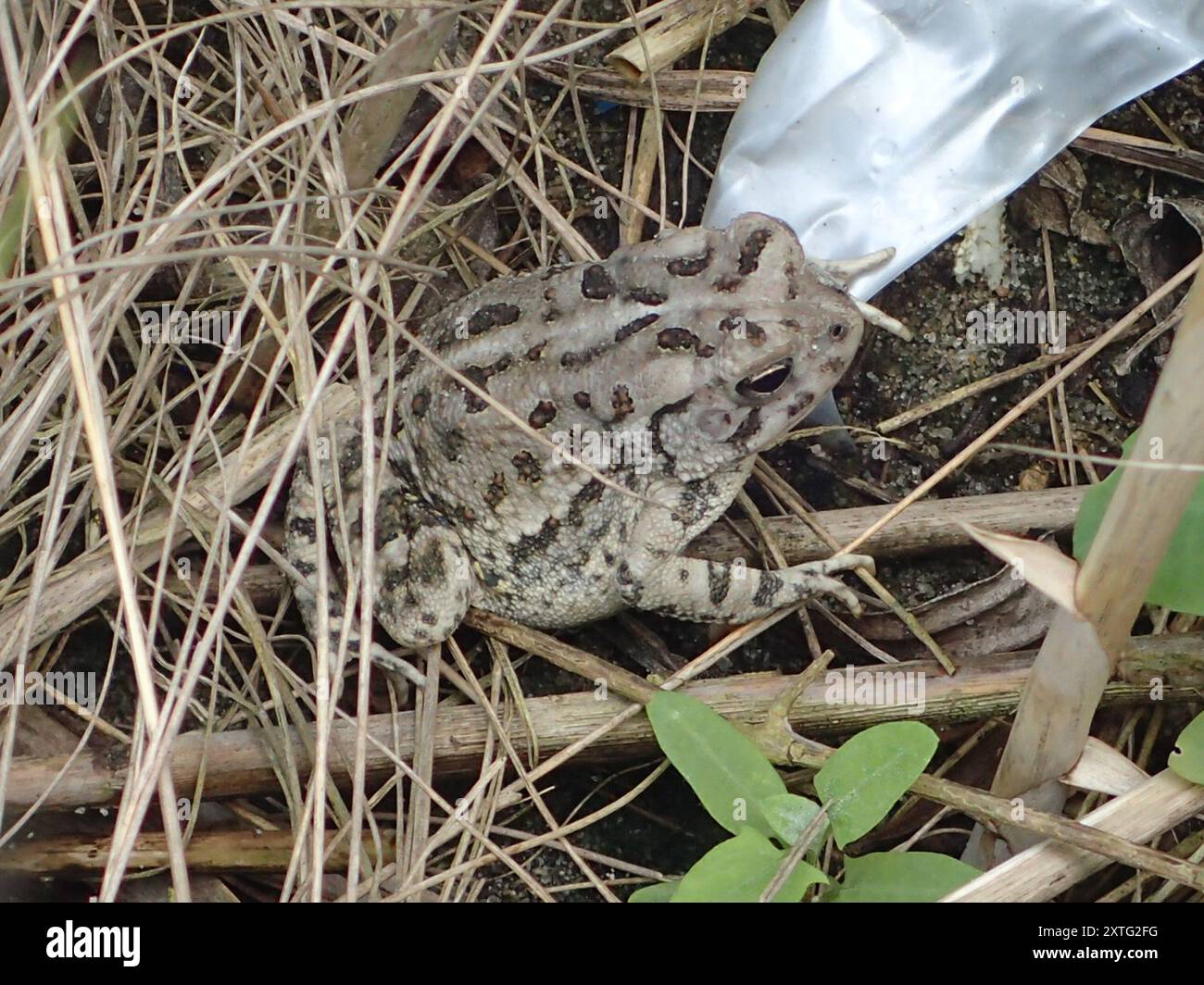 Fowler's Toad (Anaxyrus fowleri) Amphibia Stock Photo - Alamy