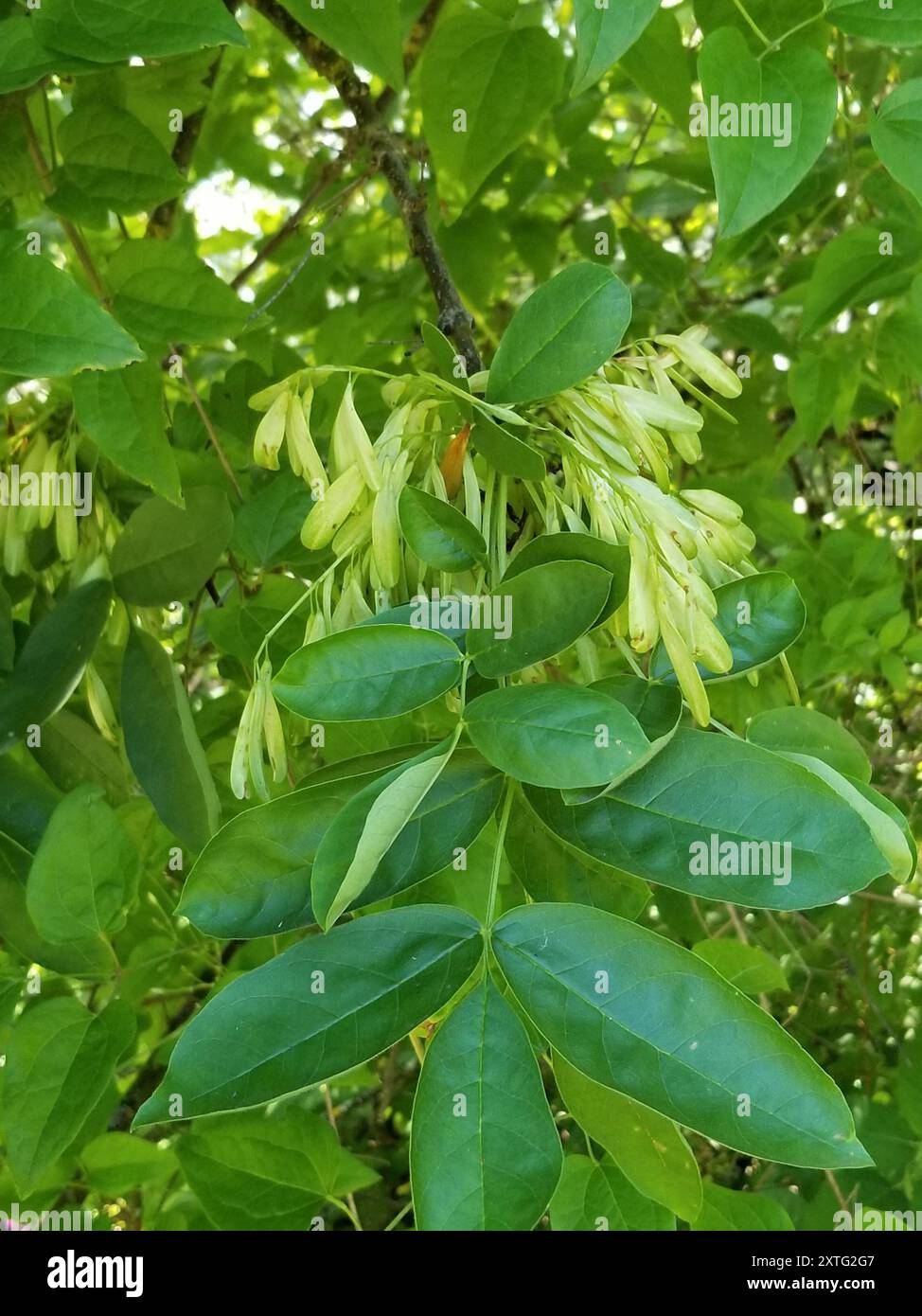 Oregon Ash (Fraxinus latifolia) Plantae Stock Photo - Alamy