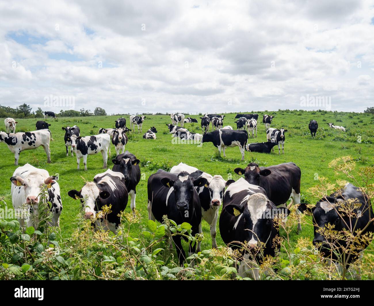 Types of milk ireland hi-res stock photography and images - Alamy