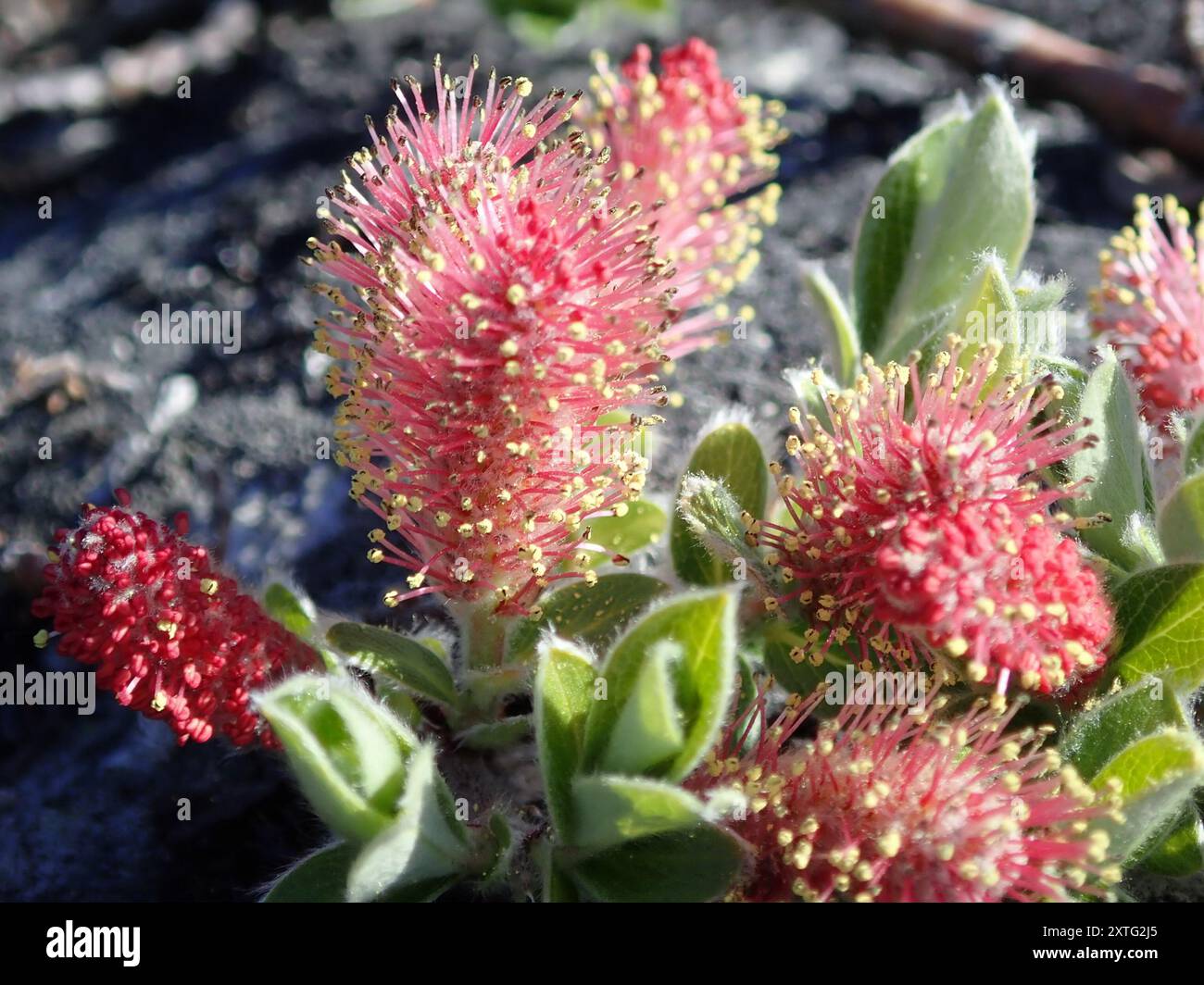arctic willow (Salix arctica) Plantae Stock Photo - Alamy