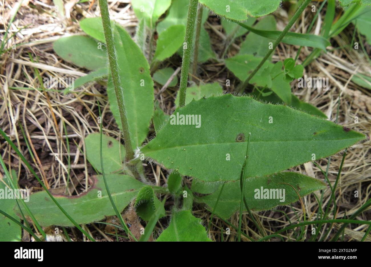 Wall hawkweed (Hieracium murorum) Plantae Stock Photo - Alamy