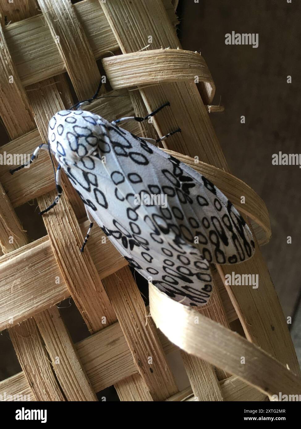 Giant Leopard Moth (Hypercompe scribonia) Insecta Stock Photo - Alamy