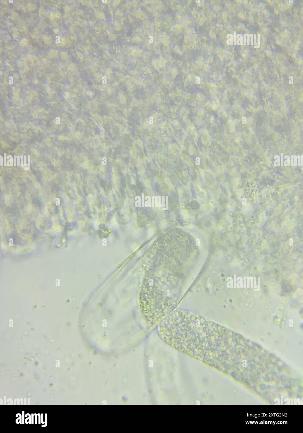 Dripping bonnet hi-res stock photography and images - Alamy