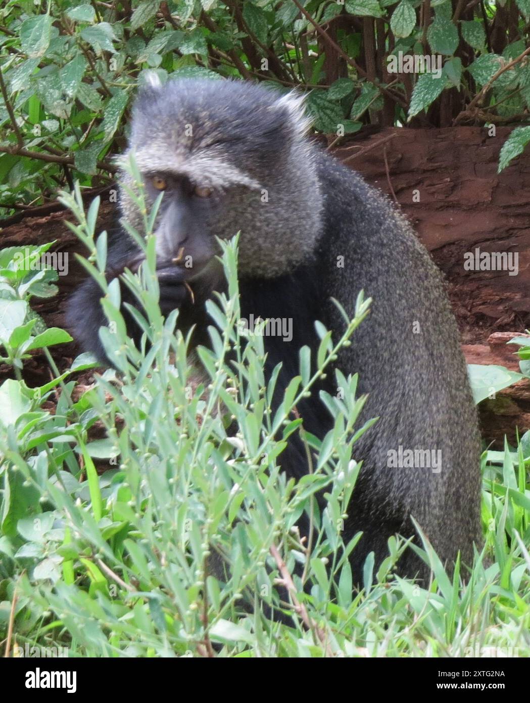 Cercopithecus mitis manyaraensis hi-res stock photography and images ...