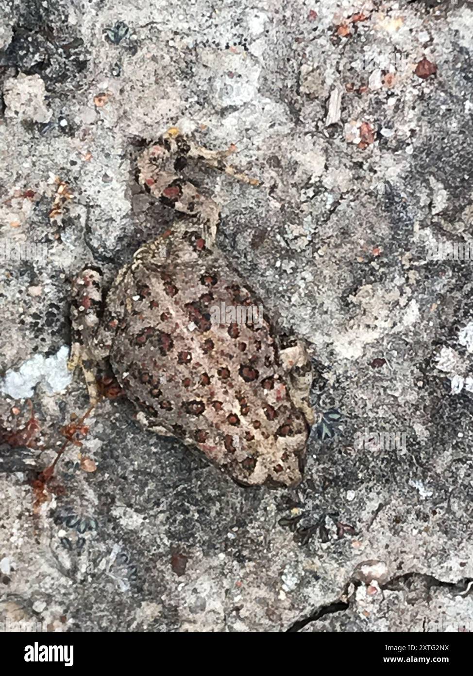 Western Toad (Anaxyrus boreas) Amphibia Stock Photo - Alamy