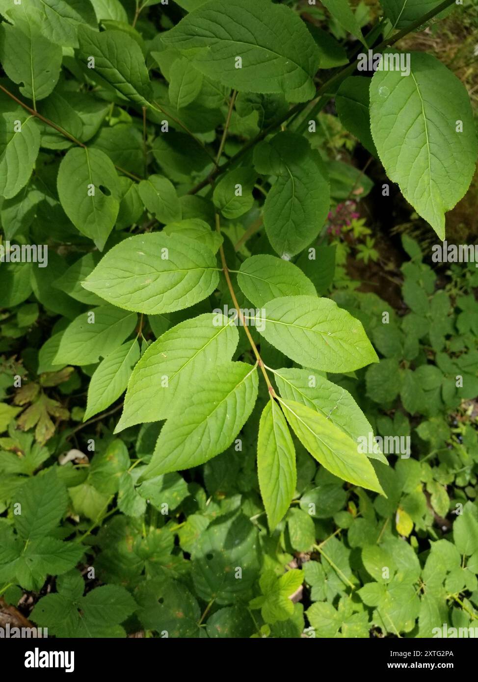 western burning bush (Euonymus occidentalis) Plantae Stock Photo - Alamy