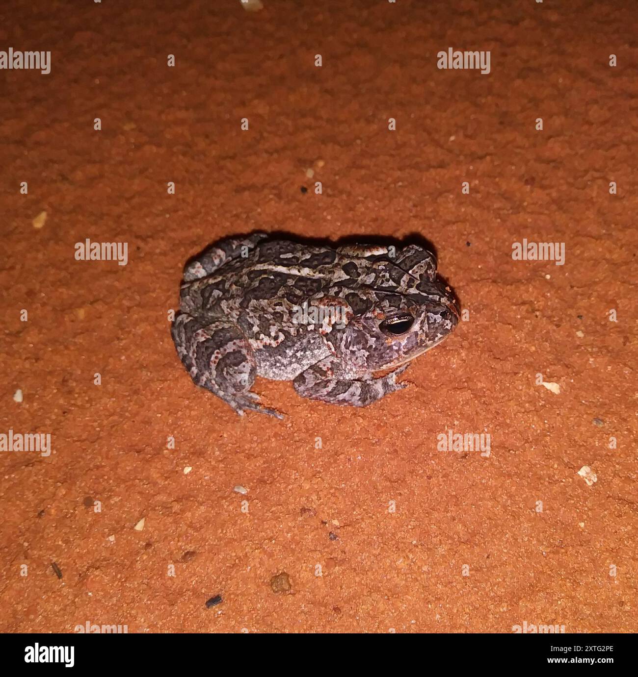 Southern Toad (Anaxyrus terrestris) Amphibia Stock Photo - Alamy