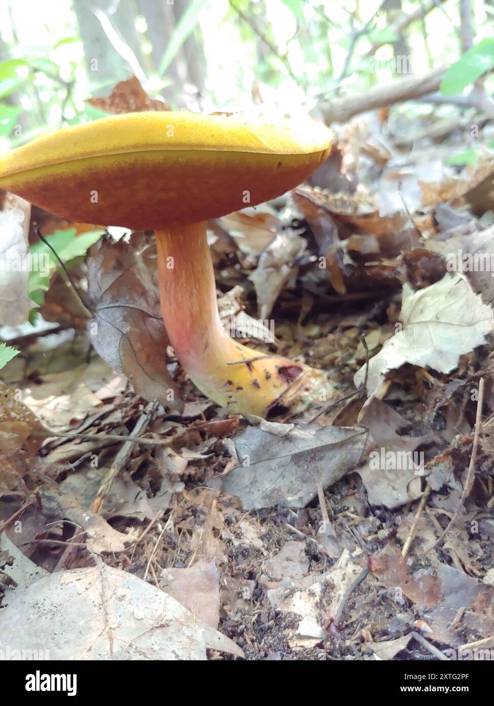 Red-mouth Bolete (Neoboletus subvelutipes) Fungi Stock Photo - Alamy