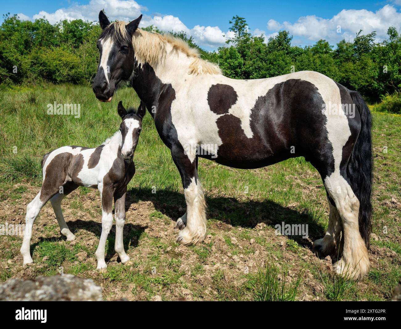 Lismire, Ireland. 16th June, 2024. A horse and her foal are seen ...