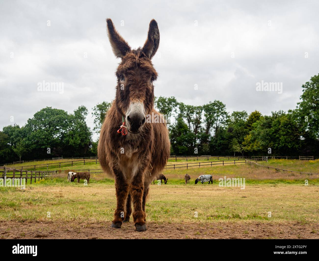 Liscarroll hi-res stock photography and images - Alamy