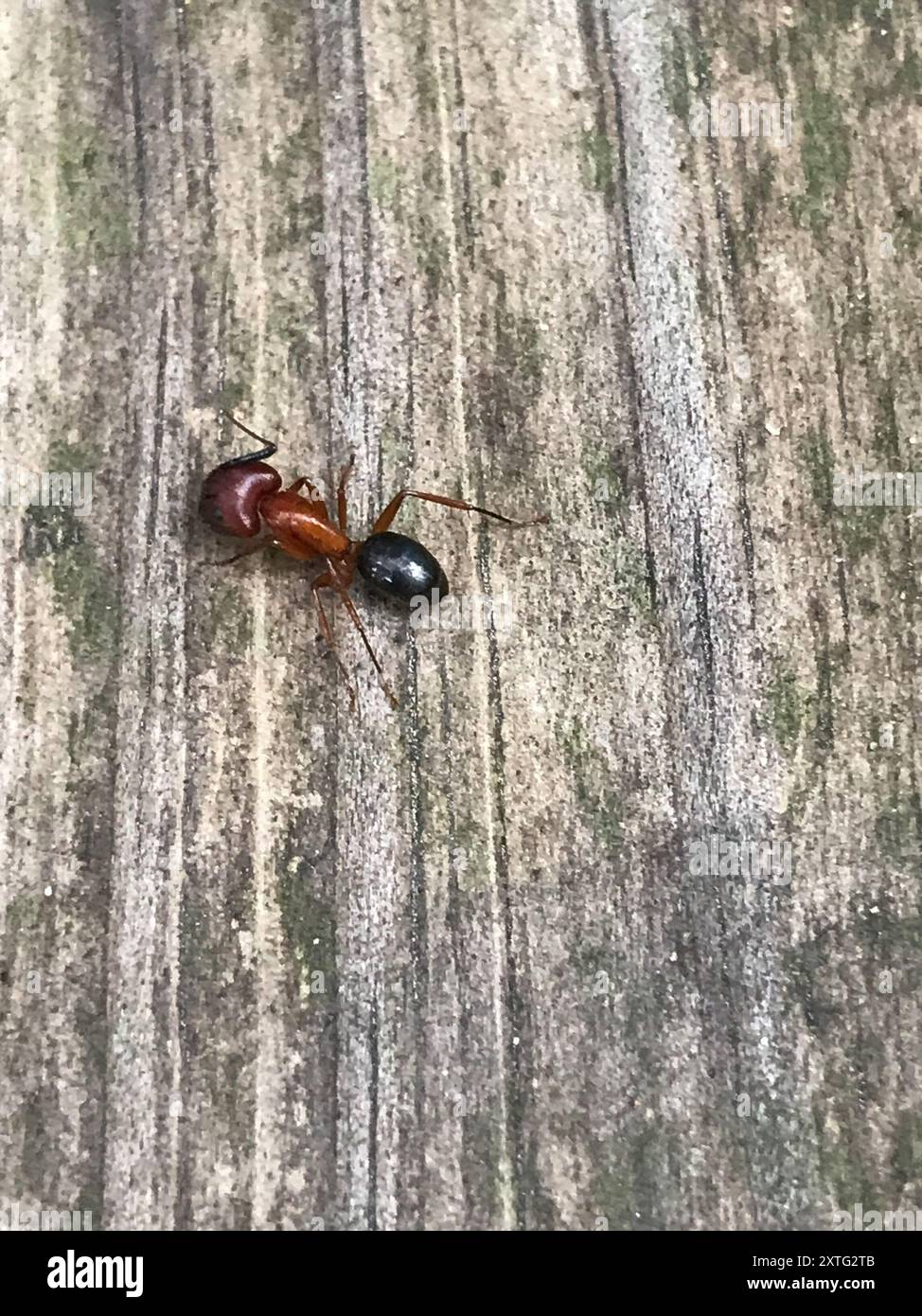 Florida Carpenter Ant (Camponotus floridanus) Insecta Stock Photo - Alamy