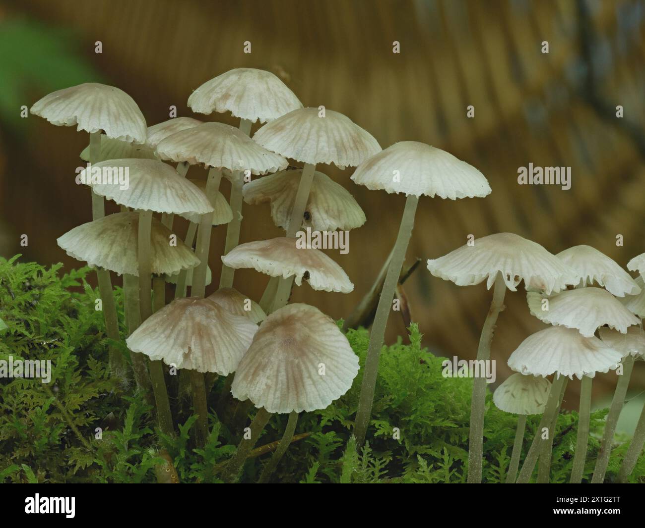 clustered bonnet (Mycena inclinata) Fungi Stock Photo - Alamy