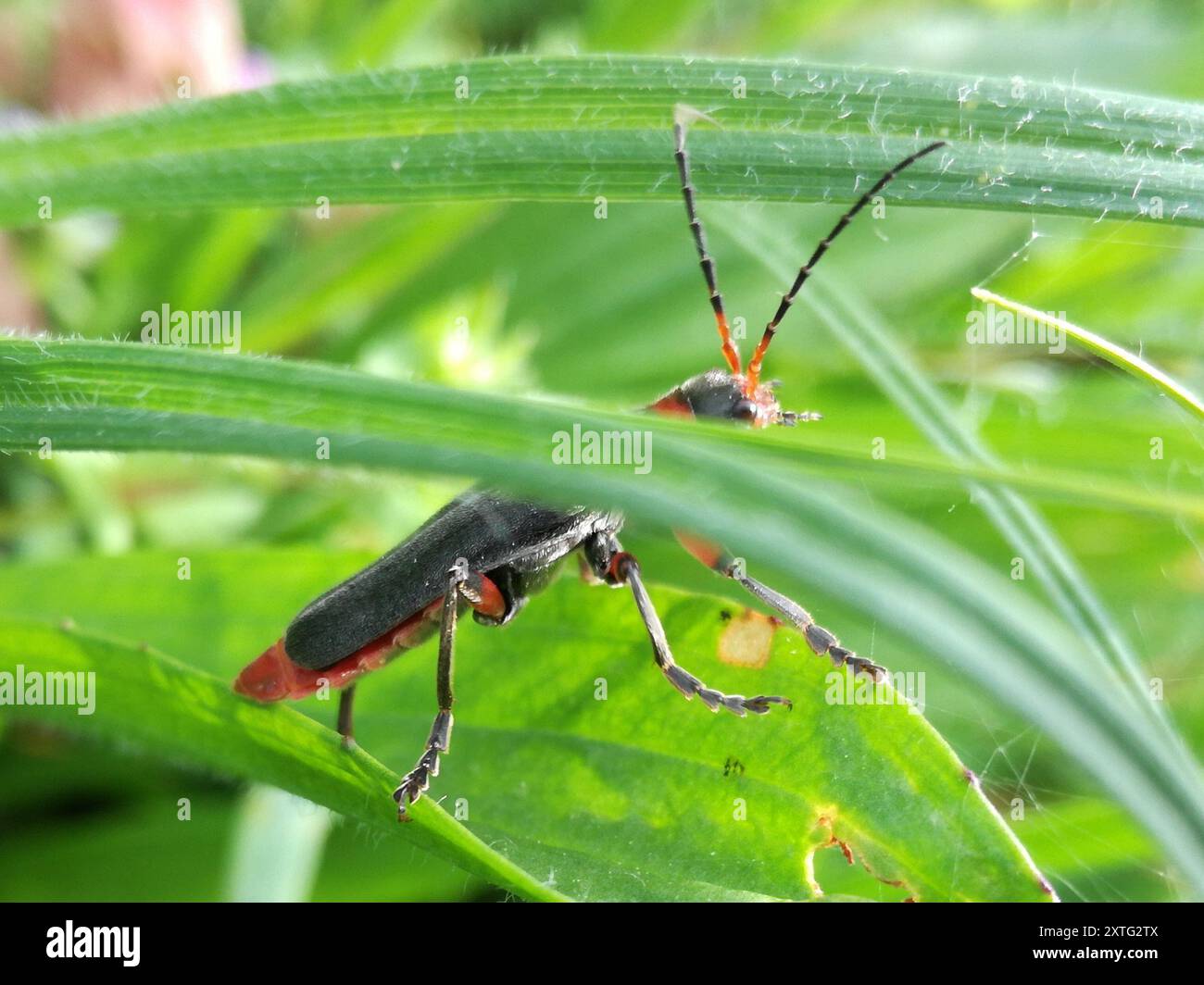 Rustic Sailor Beetle (Cantharis rustica) Insecta Stock Photo - Alamy