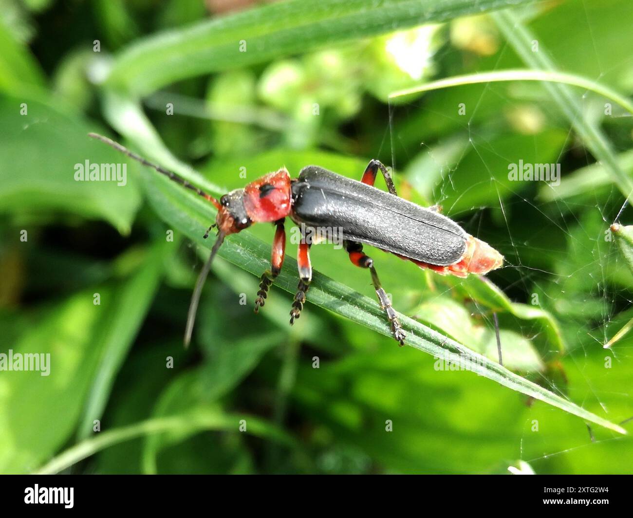 Rustic Sailor Beetle (Cantharis rustica) Insecta Stock Photo - Alamy