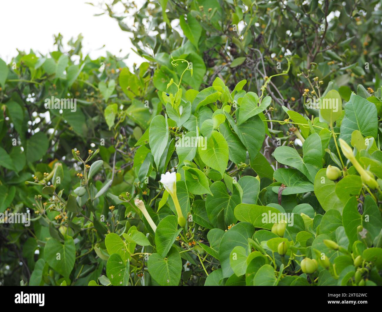 beach moonflower (Ipomoea violacea) Plantae Stock Photo - Alamy