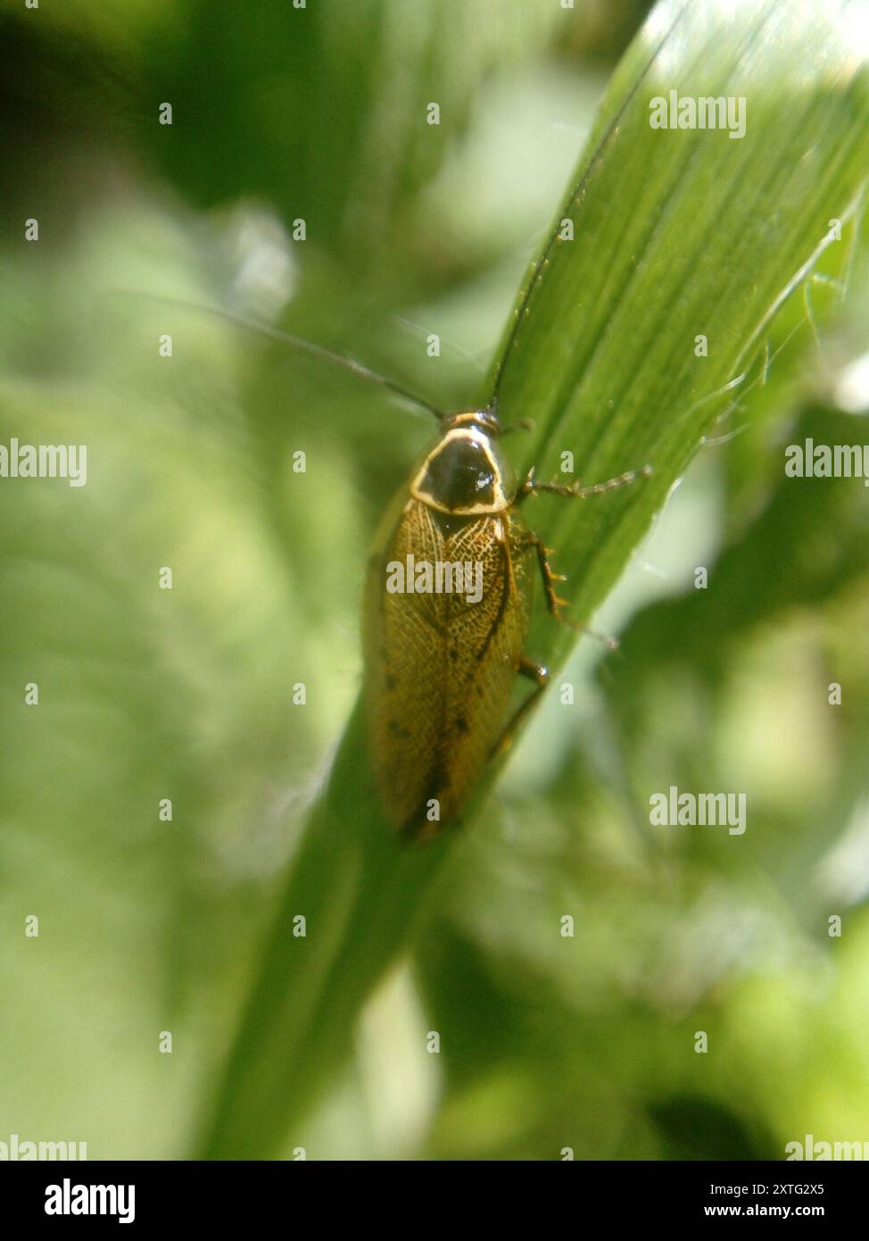 Forest Cockroach (Ectobius sylvestris) Insecta Stock Photo - Alamy