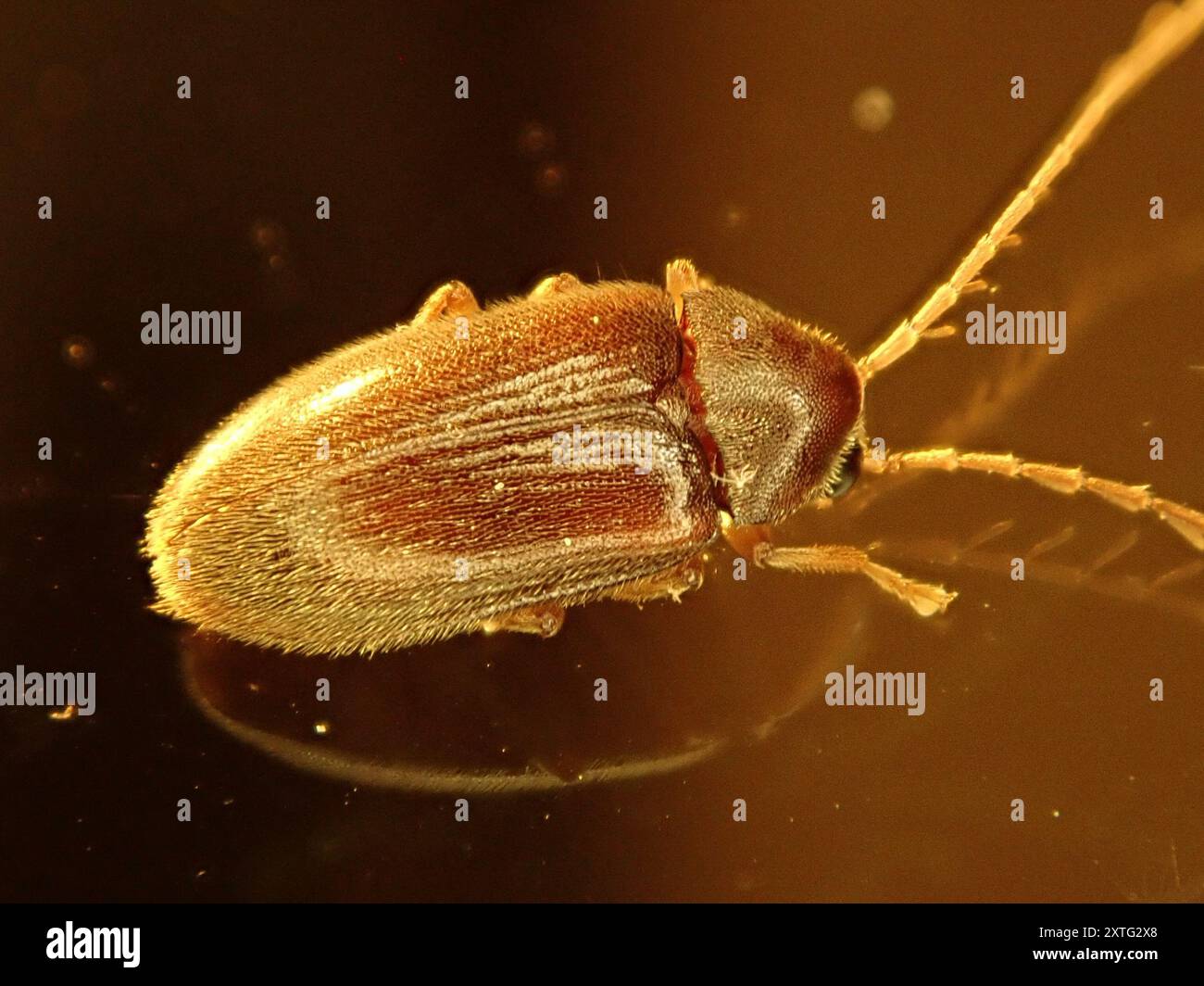 Toe-winged Beetles (Ptilodactylidae) Insecta Stock Photo - Alamy