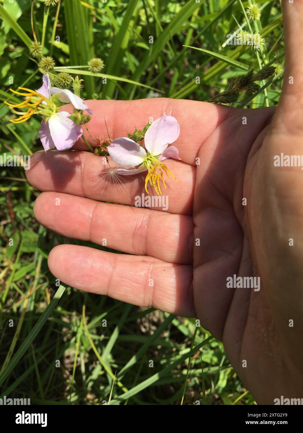 Maryland meadowbeauty (Rhexia mariana) Plantae Stock Photo - Alamy