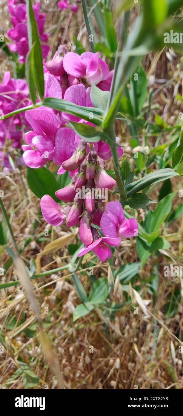 broad-leaved sweet pea (Lathyrus latifolius) Plantae Stock Photo - Alamy