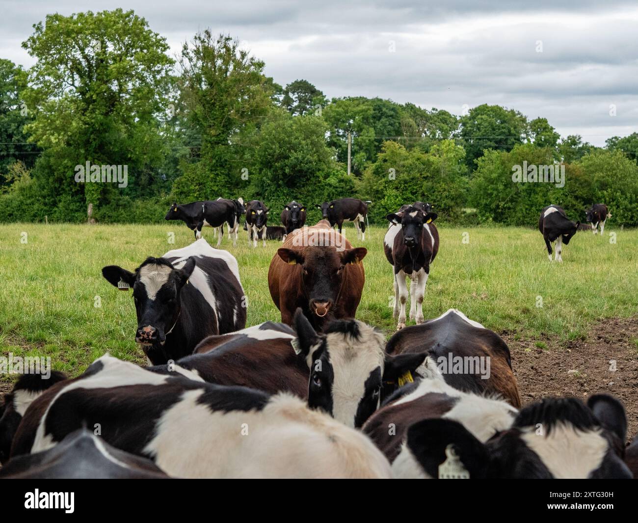 Ballinasloe, Ireland. 22nd June, 2024. A bull with a ring placed in its ...